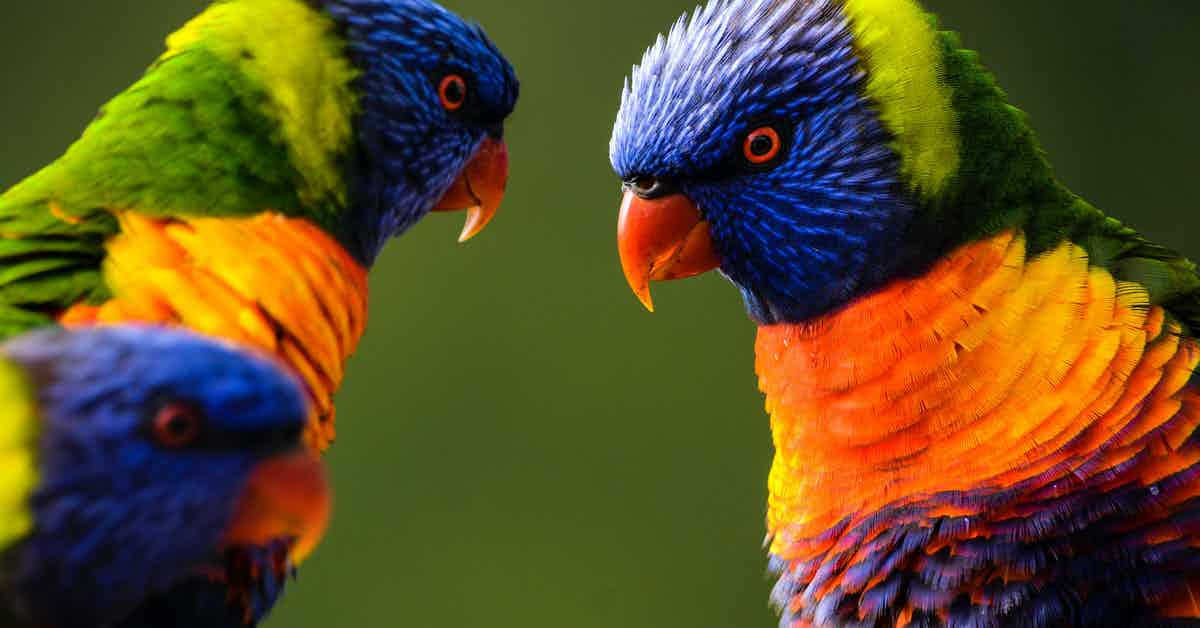 Architecture SIP - Protocole SIP